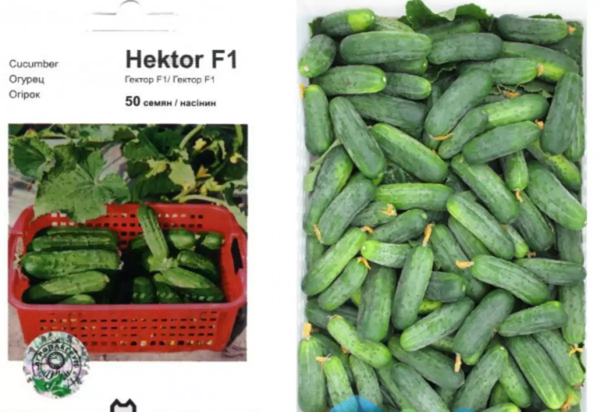 Seeds and fruit cucumbers Hector