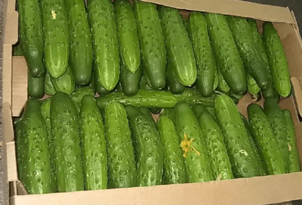 Fruits of cucumbers Zozulia