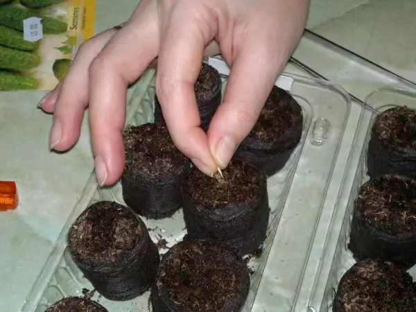 Sowing cucumber seeds in peat pills