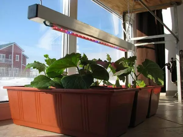 Illumination of seedlings of cucumbers