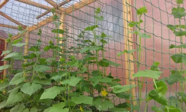 Cucumbers on a sleeper