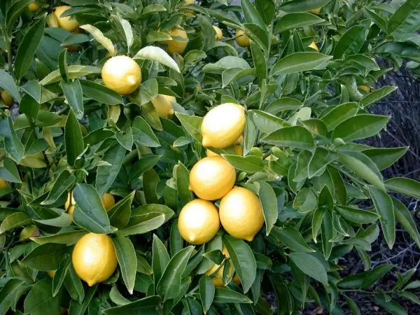 Lemon di atas pokok