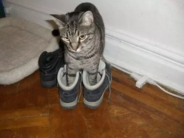Гутал дахь тааламжгүй үнэрийг байнга гардаг - feline tags