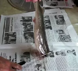 سمك الحفش المجمد الأسماك