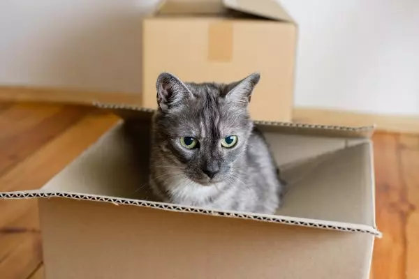 Gato en caixa