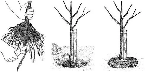 Een pruimen boompje planten