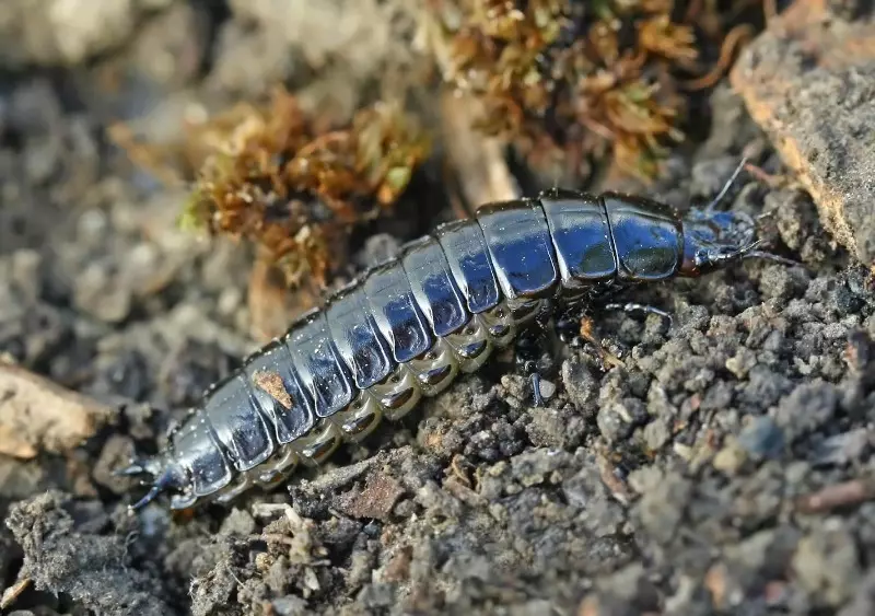 Quels insectes bénéficient dans le jardin et le jardin