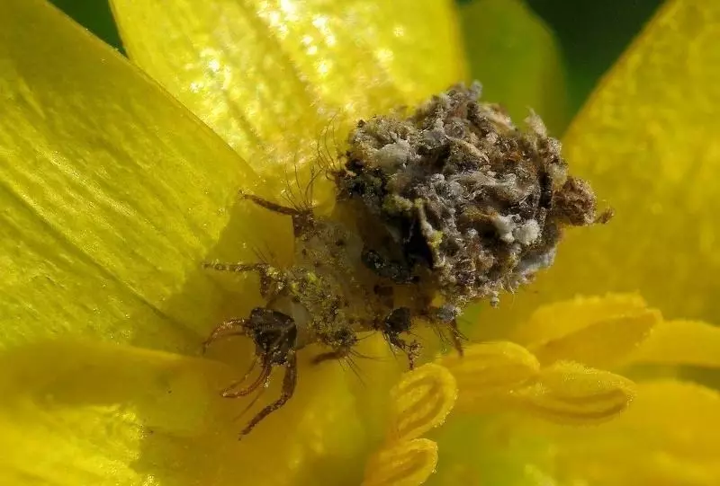 ¿Qué insectos se benefician en el jardín y el jardín? 639_5