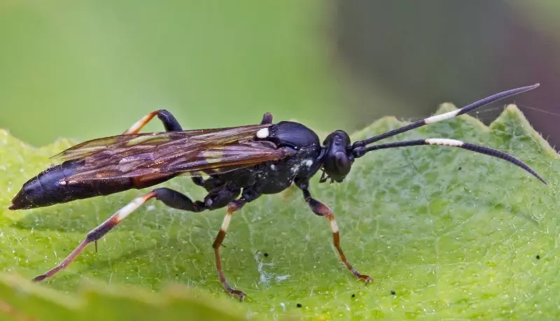 Quels insectes bénéficient dans le jardin et le jardin 639_7