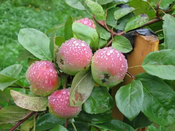 ვაშლი ბაღში