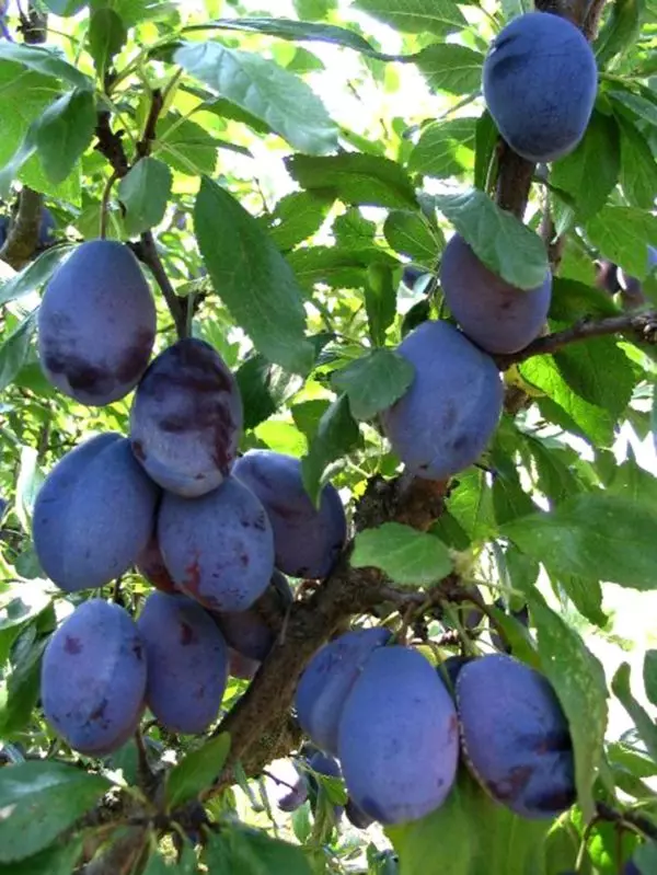 Plum Stanley: description and characteristics of varieties, advantages and disadvantages, features of planting and departing + photos and reviews