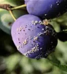 Monilióza na plodech švestek