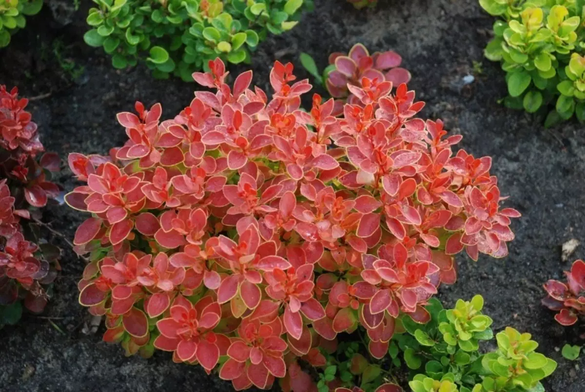 Quelles fleurs rouges peuvent être atterries dans le jardin 654_2