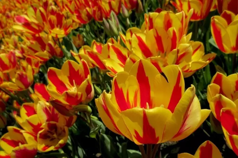 Quelles fleurs rouges peuvent être atterries dans le jardin 654_3