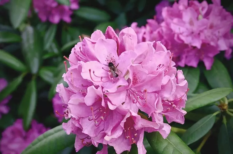 Quelles fleurs rouges peuvent être atterries dans le jardin 654_4