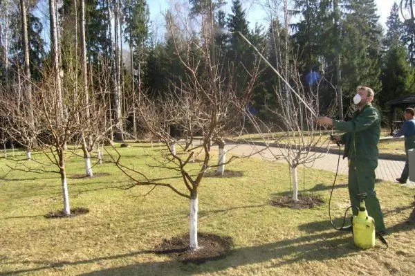 Procesamento de árbores frutíferas