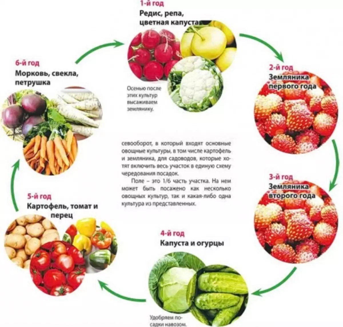Schema de rotatoare a culturilor cu participarea fructelor de fructe de padure