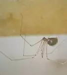 Momwe mungachotsere spiders m'nyumba yaumwini, nyumba, khonde, mawindo ndi malo ena kwamuyaya, maupangiri ndi zithunzi ndi makanema