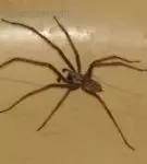 Spider-zwerver