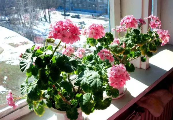 窗台上的天竺葵