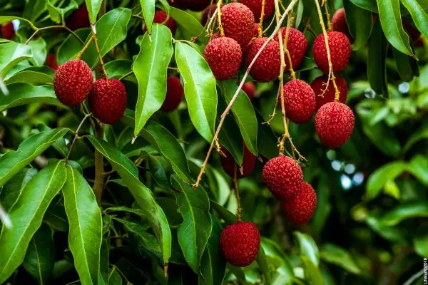 ایک درخت پر lychee کے bunches