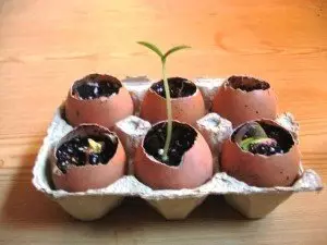 Augantys agurkai ant palangės žiemą, kurios veislės naudoti (su vaizdo) 70_5