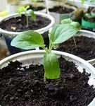Augantys agurkai ant palangės žiemą, kurios veislės naudoti (su vaizdo) 70_6