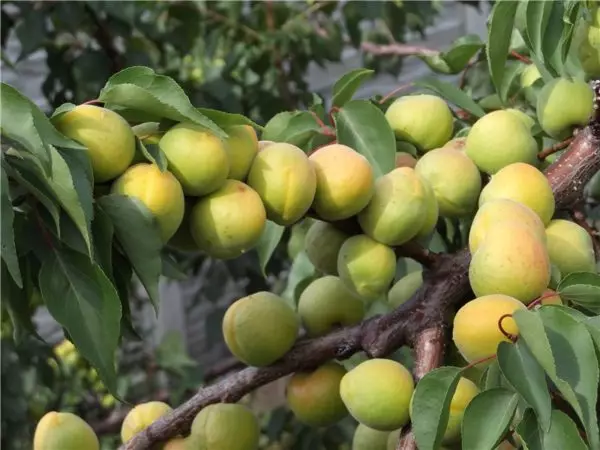 אננס משמש: תיאור ומאפיינים של זנים, יתרונות וחסרונות, תכונות של נטיעה וטיפול + תמונות וביקורות 717_1