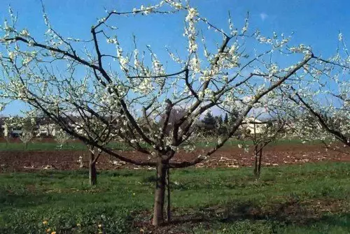 I-Apricot Chlews Crown