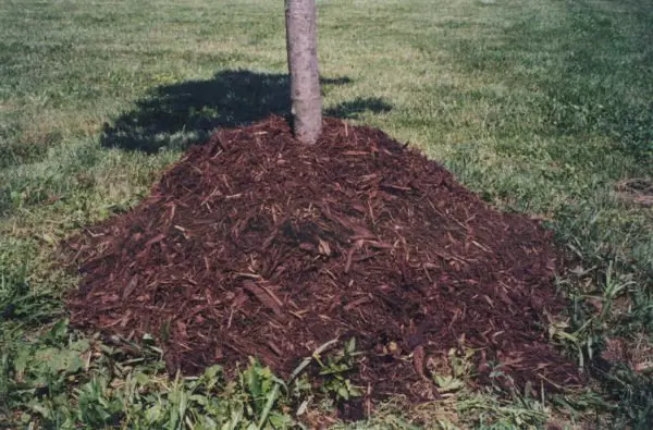 آماده سازی برای گلابی زمستانی