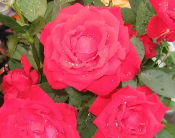 Para rosas de jardim Zola - o fertilizante mais comum e acessível