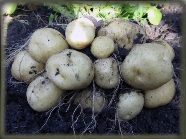 cinza como fertilizante para batatas