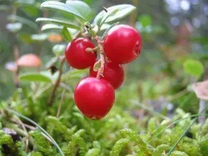Yuav ua li cas npaj khov berries ncuav mog qab zib: Cranberry zaub mov, currant, Cherry (nrog video) 73_7