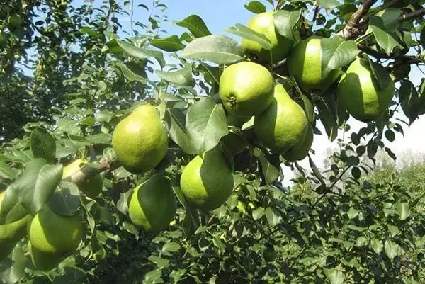Pear Muscovite