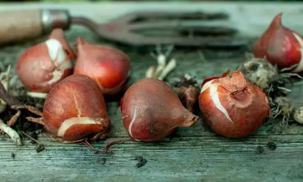 Is it mooglik om tulpen te planten yn 'e maitiid: as it korrekt is om te dwaan, yn hokker moanne