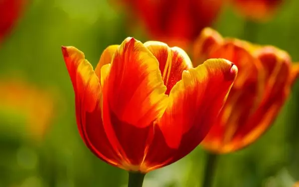 Penate Tulip.