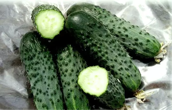 ডাচ হাইব্রিড Tchaikovsky F1 এর cucumbers