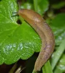 I-slug