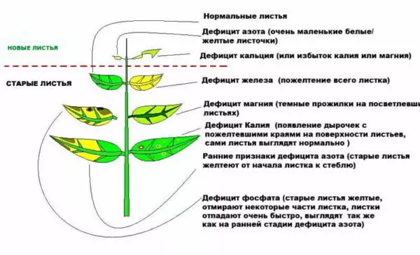 Iimpawu ze-cucumling ekhawulezayo