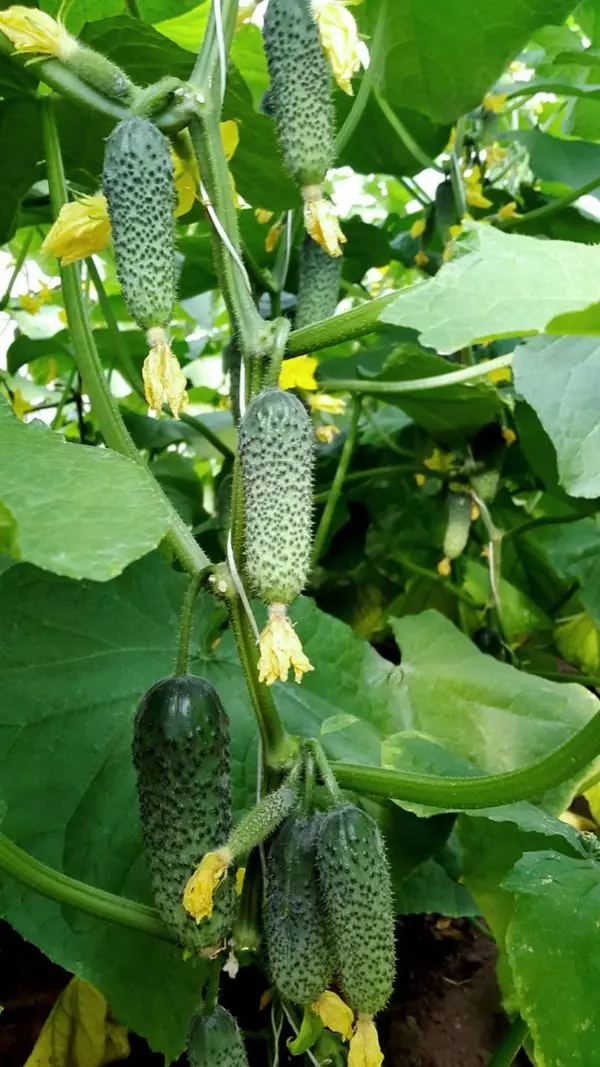 তরুণ cucumbers.