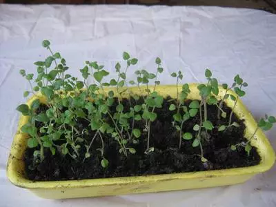 Dankali seedlings kafin ɗaukar
