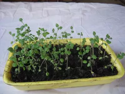 Nduku seedlings tupu ịtụtụ