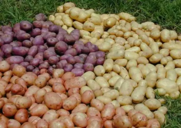 Anakọtara tubers