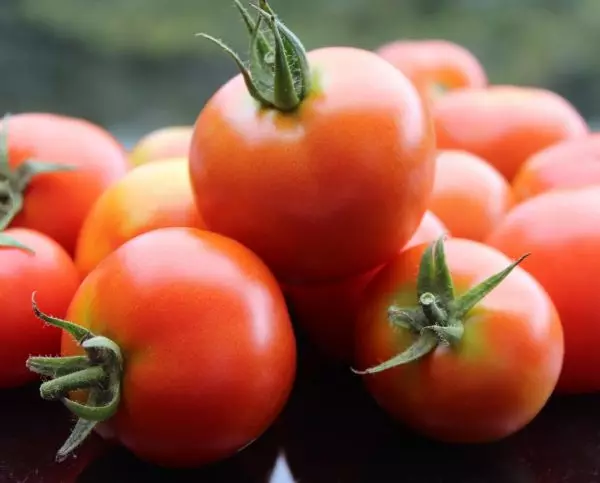 Modne tomater på bordet