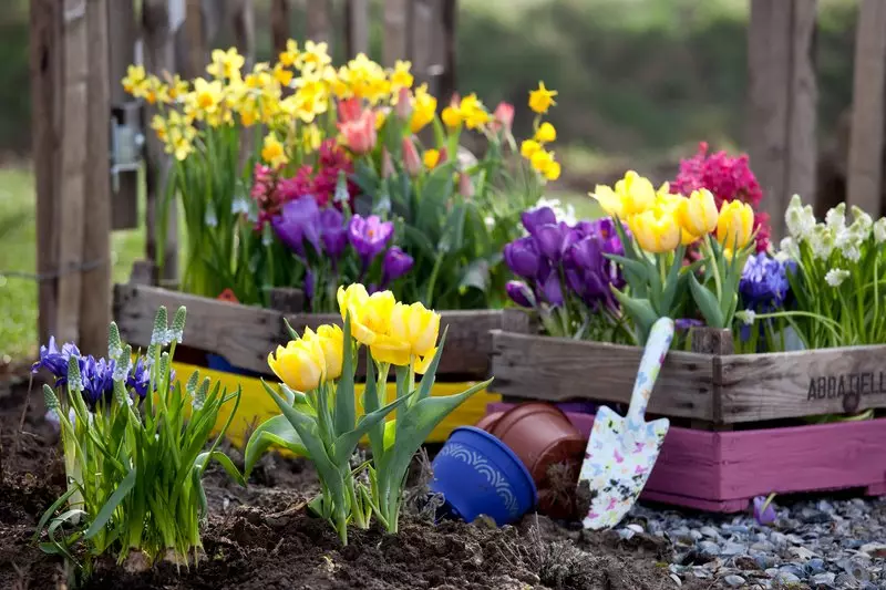 Kupanda tulips katika spring: wakati na jinsi ya kupanda haki katika ardhi wazi na sufuria