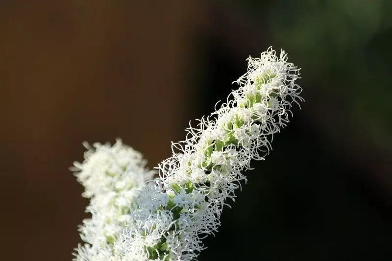 White Plants for Decorating Flumbs 784_2