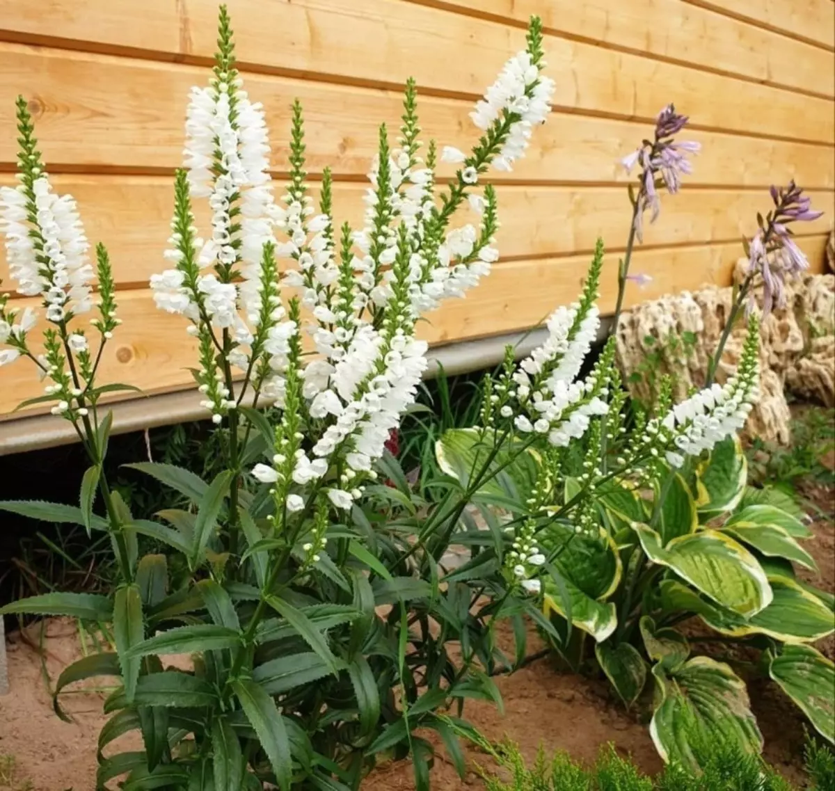 Bílé rostliny pro zdobení fréz 784_9