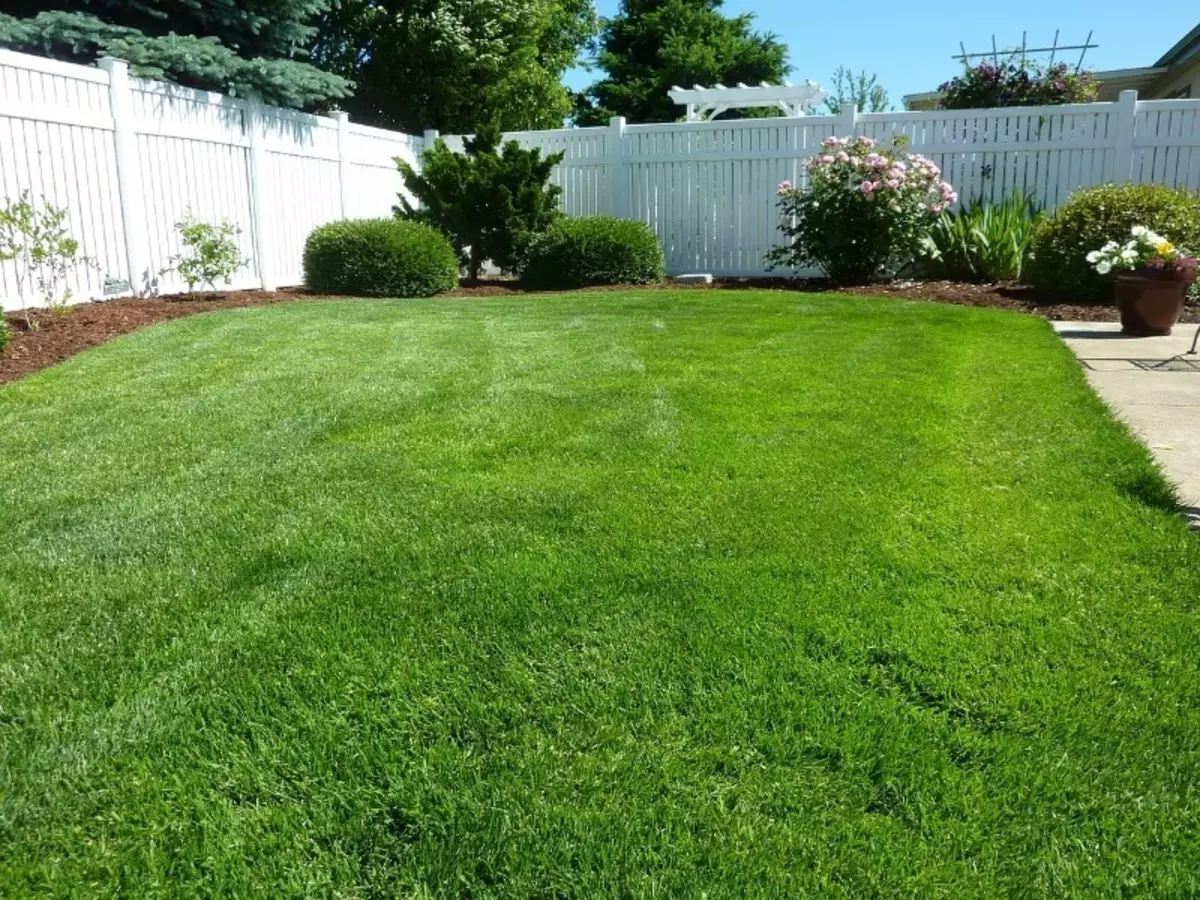 How to maintain a lawn in the summer to get a rich green carpet. 789_2