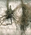 Phytoofluorosis Roots.