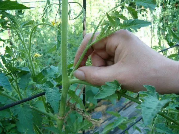 Kā pareizi iepakot tomātus siltumnīcā un āra augsnē (video, foto, shēma), kuras šķirnēm nav nepieciešami soļi